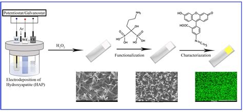 Examining The Growth Of Hydroxyapatite Hap Micronanostructures For