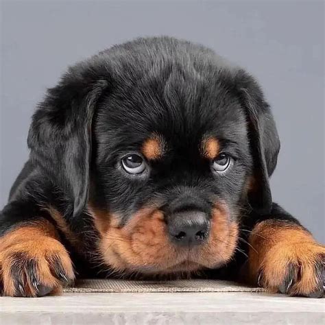 Rottweiler Puppies Artofit