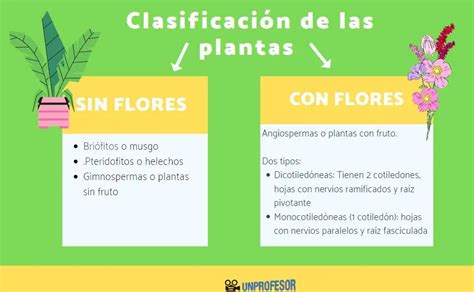 Clasificación De Plantas Con Y Sin Flores Teleflor