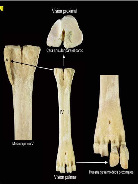 Metacarpo Bovino Pdf