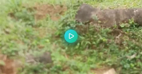 Monitor Lizard Album On Imgur