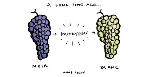12 Fascinating Health Facts About Red Wine Wine Folly