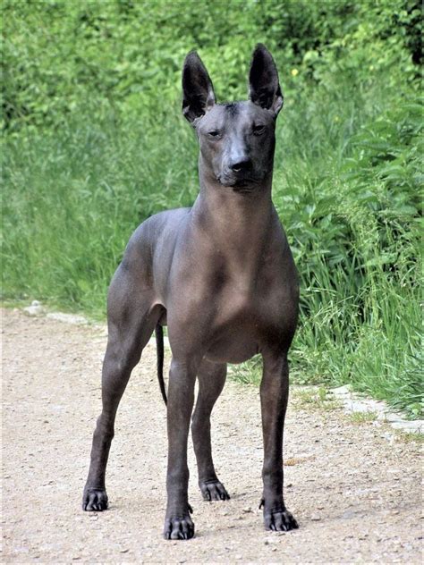 10 Things To Know About Xoloitzcuintlis Artofit