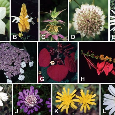 Malvids And Potentially Related Groups Stamen Fascicles A C