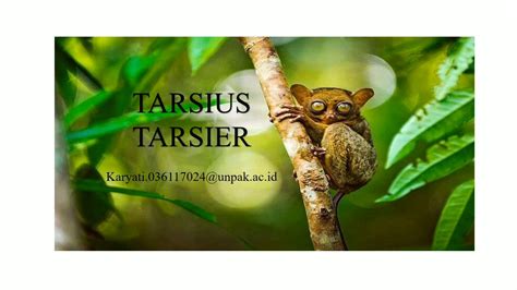 Tarsius Tarsier Youtube