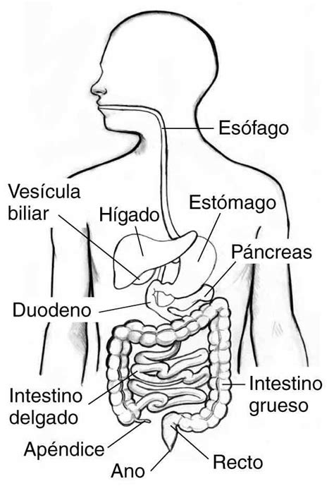 Diferencias De Ingestion Digestion Y Absorcion Brainly Lat