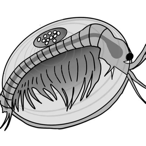 Clam Shrimp Species Showcase