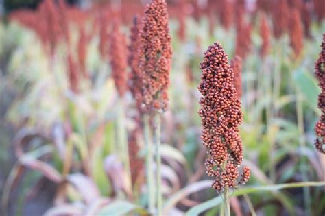 Mijo árbol En El Campo Foto Premium