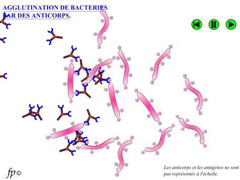 La formation du complexe immun Collège André Maurois blog de SVT kielaczus