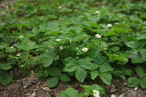 Fragaria × Ananassa