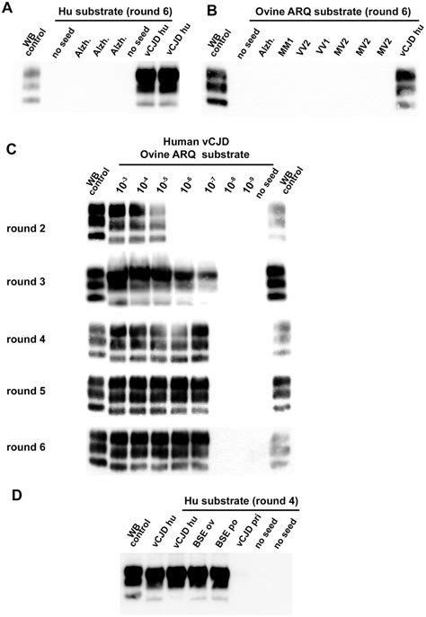 Vcjdbse Scjd And Alzheimer Seeded Protein Misfolding Cyclic Download Scientific Diagram