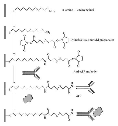Serial Immobilization Processes Of The Anti Afp Antibody And The