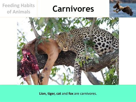 Feeding Habits Of Animals Pptx