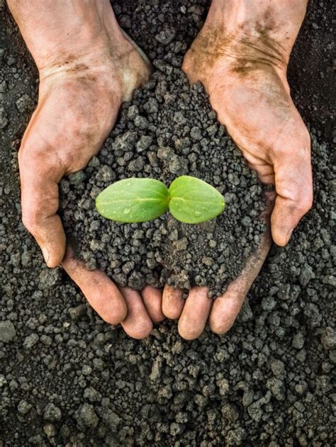 10 Best Vegetables To Grow For Beginners Easy Picks For Your Garden