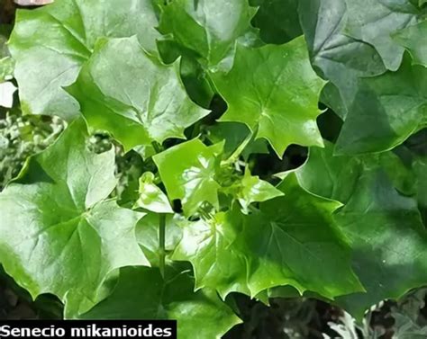 Луганск Продам укорененные черенки От комнатных цветов Кливия 200р Сингониумы 2025 Барахолка