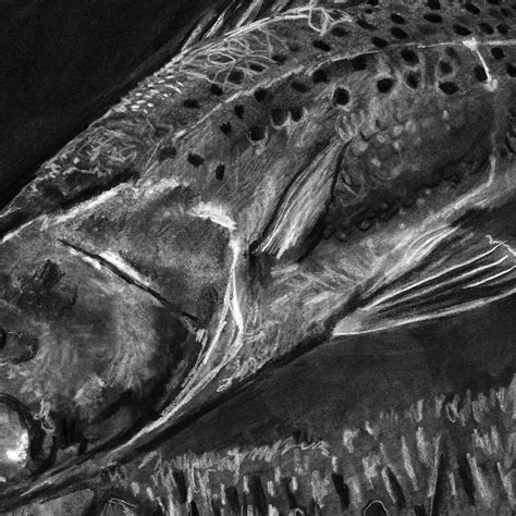 Spotted Speckled Sea Trout Fishing Art Print Charcoal Etsy