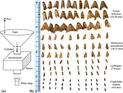 the experimental diagram and photo of pest samples a schematic diagram