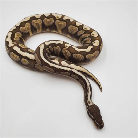 Ghi Lesser 66 Het Puzzle Ball Python By Badd Reptiles