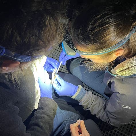 New Age Id Tool To Revolutionize Seabird Conservation Mirage News