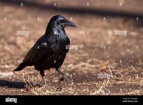 A Large Billed Crow Corvus Macrorhynchos Japonensis On The Ground In