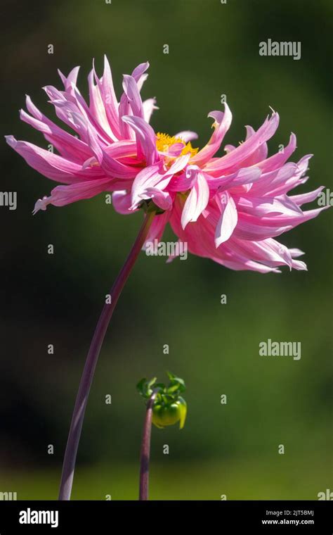 Single Flower Dahlia Hollyhill Cotton Candy Beautiful Pink Flower On