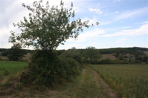 Venerating And Regenerating Hedgerows Permaculture College Australia