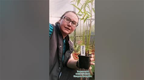 Ива Краснотал саженцы, сорт ивы для плетения живых деревьев и для ...