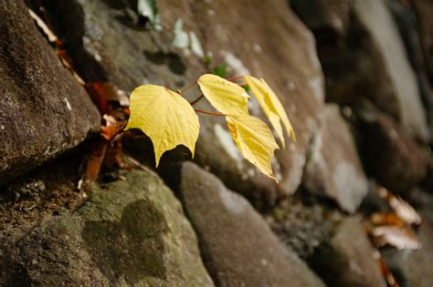 ～身近な植物赤や黄に色づく木々の公園で～ Focus Feeling Photograph Gallery