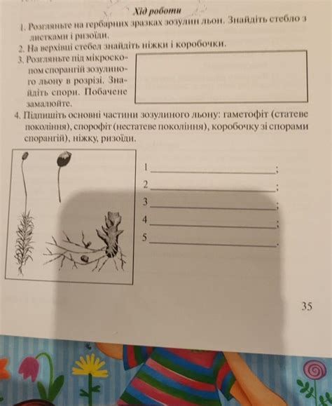 підпишіть основні частини зозулиного льону гаметофіт статеве покоління