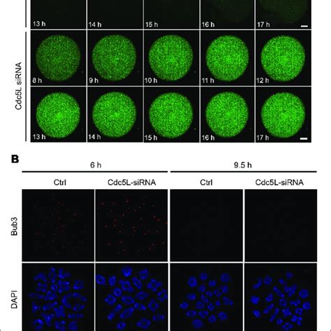 Expression And Subcellular Localization Of Cdc5l During Mouse Oocyte Download Scientific