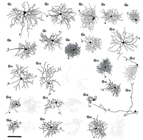 Development Of Retinal Ganglion Cell Dendritic Structure And Synaptic