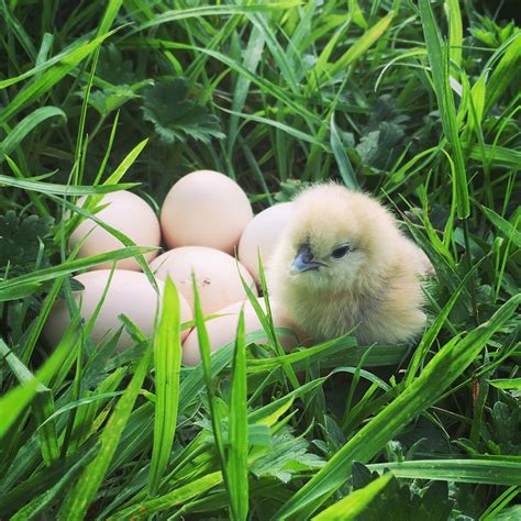 Silkie Chicken Eggs Edible