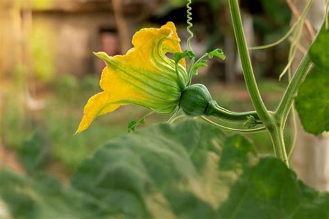 Cuáles Son Las Flores Comestibles De La Cocina Mexicana