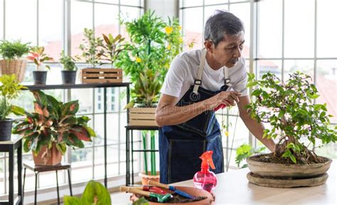 A Senior Asian Man Gardener Using Planting Scissor Cutting The Branches