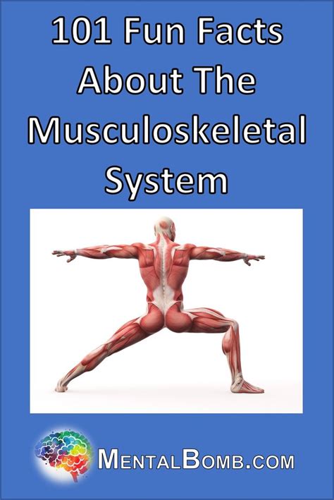 101 Fun Facts About The Musculoskeletal System Fun Facts Fun Facts
