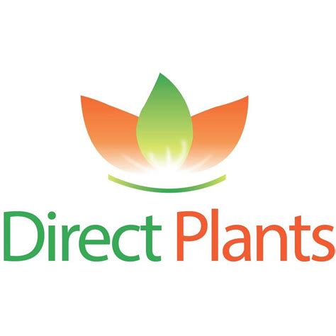 Philadelphus Virginal Mock Orange Shrub Large 2 3ft 3l Pot