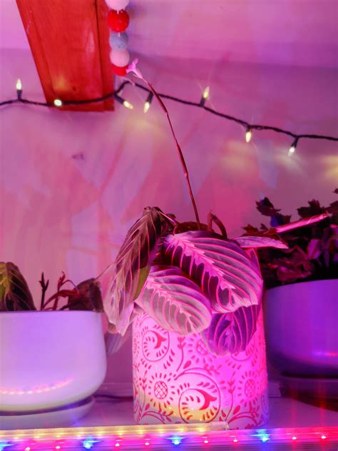 My Red Maranta Is Blooming Post Repot Rmaranta