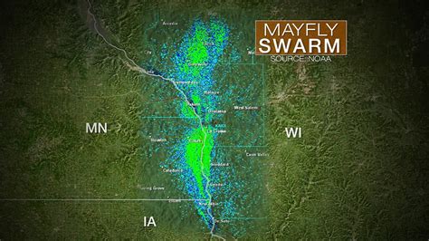The Bane And Benefit Of Mayflies Cbs News