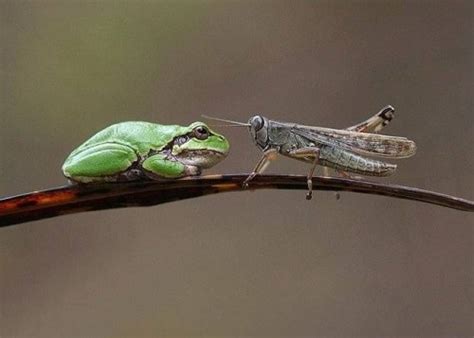 Frog Vs Grasshopper Myconfinedspace