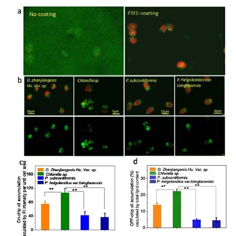 Micrographs Showing The Fluorescence Of Lipid Droplets Stained With