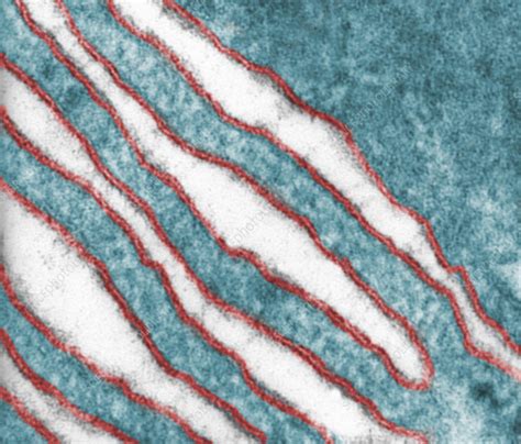 Cell Membrane Structure Tem Stock Image C0601040 Science Photo