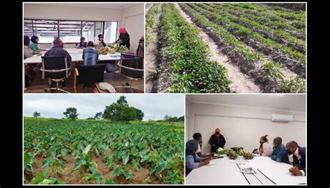 Promoting New Value Chains For Neglected And Underutilised Crops Centre For Transformative