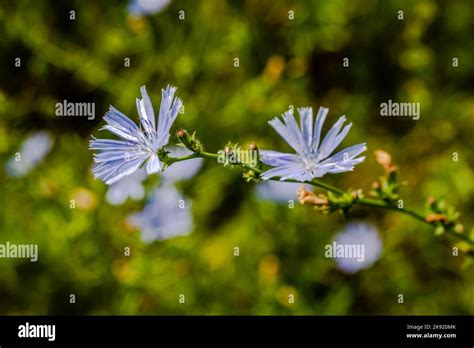 Common Chicory Is A Somewhat Woody Perennial Herbaceous Plant Of The