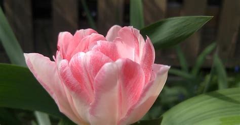 Small Spring Flower Dump Album On Imgur