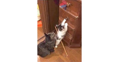 【取ってあげる！】必死にオモチャに手を伸ばす子猫 → 先輩猫のとった『優しすぎる行動』とは？ Peco（ペコ）