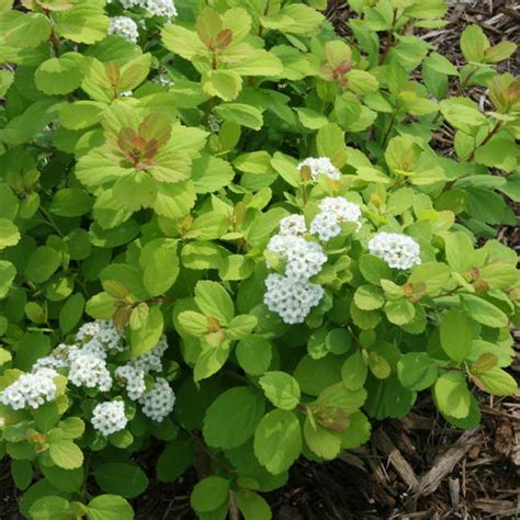 Glow Girl® Spirea Wilson Nurseries