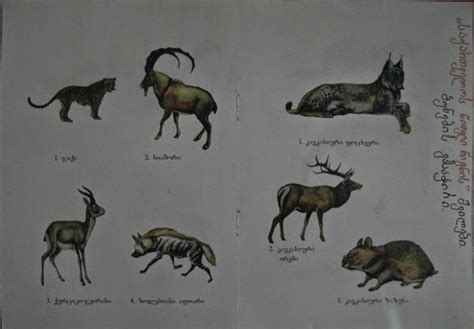 ქეთინო დობორჯგინიძის პორთფოლიო საქართველოს წითელი წიგნი