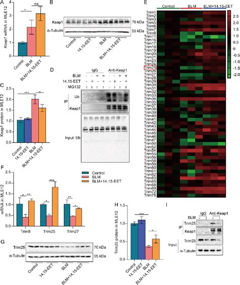 Eets Increase Keap1 Ubiquitination Level And E3 Ubiquitin Ligase Trim25