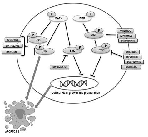 Radiocontrasts Modulate Cell Signaling Pathways That Regulate Growth Download Scientific
