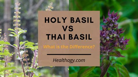 Holy Basil Vs Thai Basil What Is The Difference Healthagy